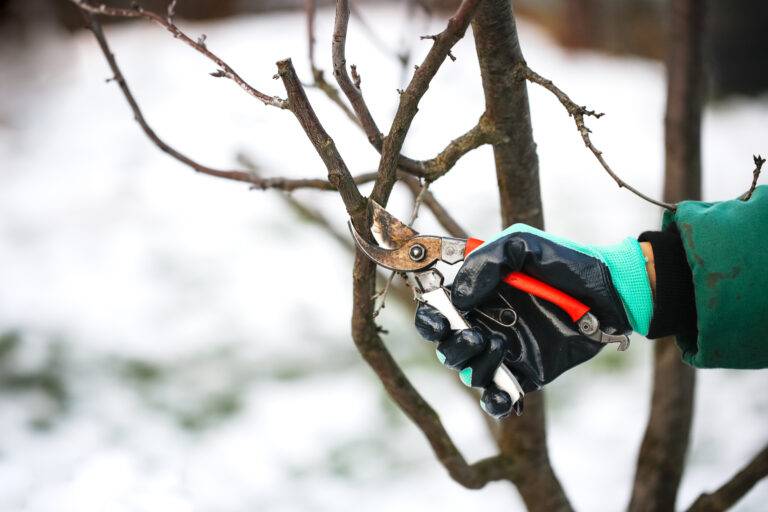 Pruning Tips for Trees and Shrubs in Dormant Season